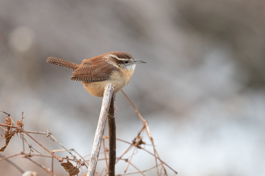 Carolina Wren from Montgomery, Maryland, United States on December 19 ...