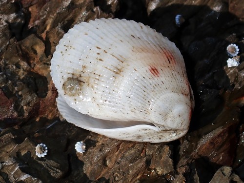 Lima nimbifer · iNaturalist United Kingdom