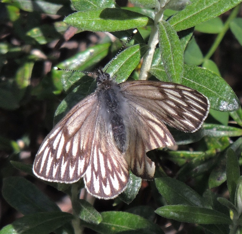 Tatochila theodice gymnodice from Ushuaia, Tierra del Fuego, Argentina ...