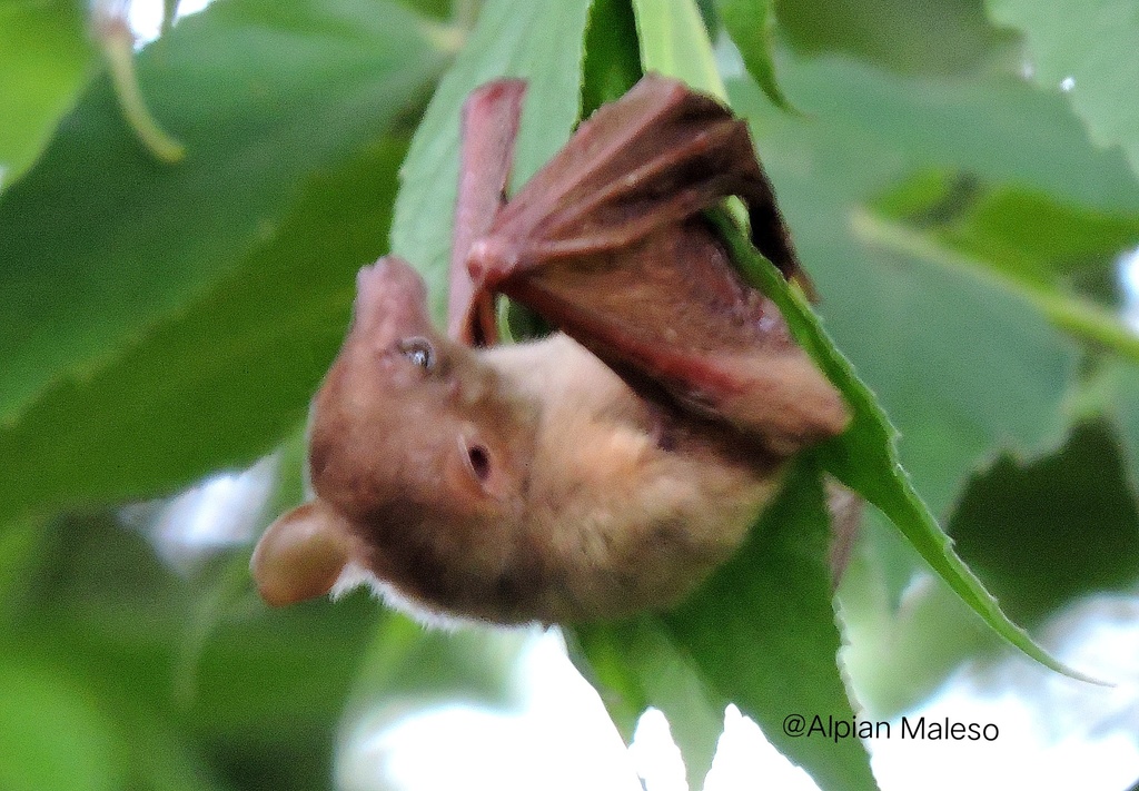 Lesser Long-tongued Fruit Bat (Macroglossus minimus) - Know Your Mammals
