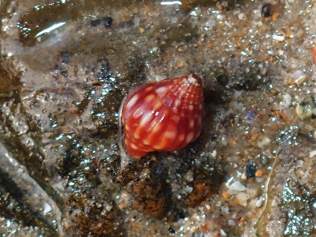 Vexillum consanguineum from Woolgoolga NSW 2456, Australia on December ...
