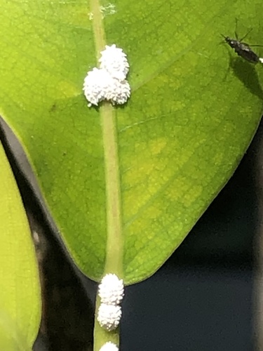 Vine Mealybug (Planococcus ficus) · iNaturalist