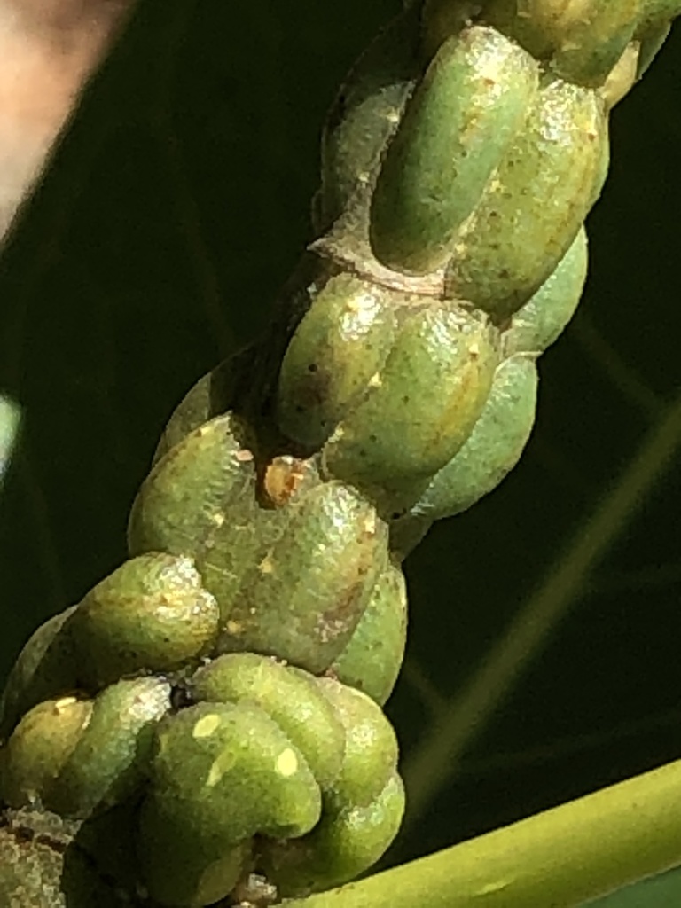 Scale Insects from Sanibel Island, Sanibel, FL, US on December 19, 2020 ...