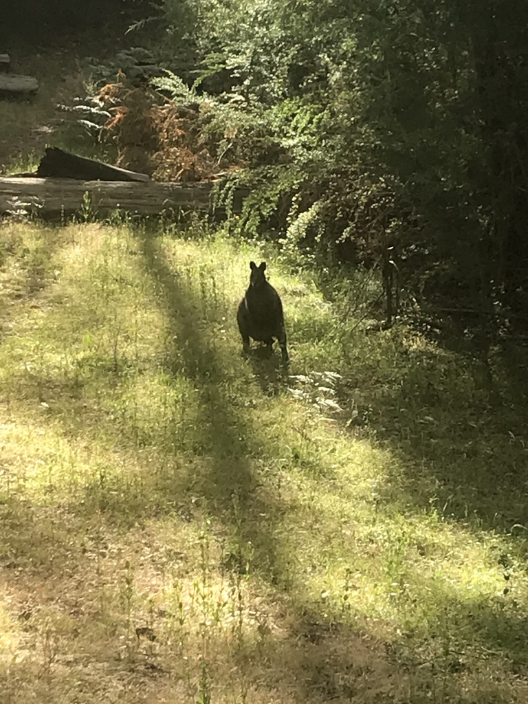 Swamp Wallaby from Cathedral Range Conservation Reserve, Taggerty, VIC ...