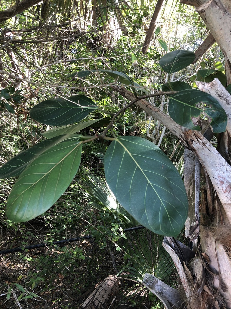 Mountain Fig from Sanibel Island, Sanibel, FL, US on December 19, 2020 ...