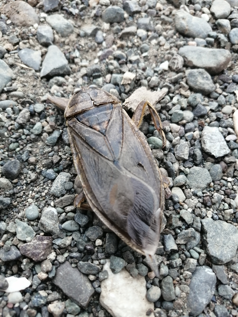 Lethocerus from Collectivo to Carate & Corcovado National Park ...