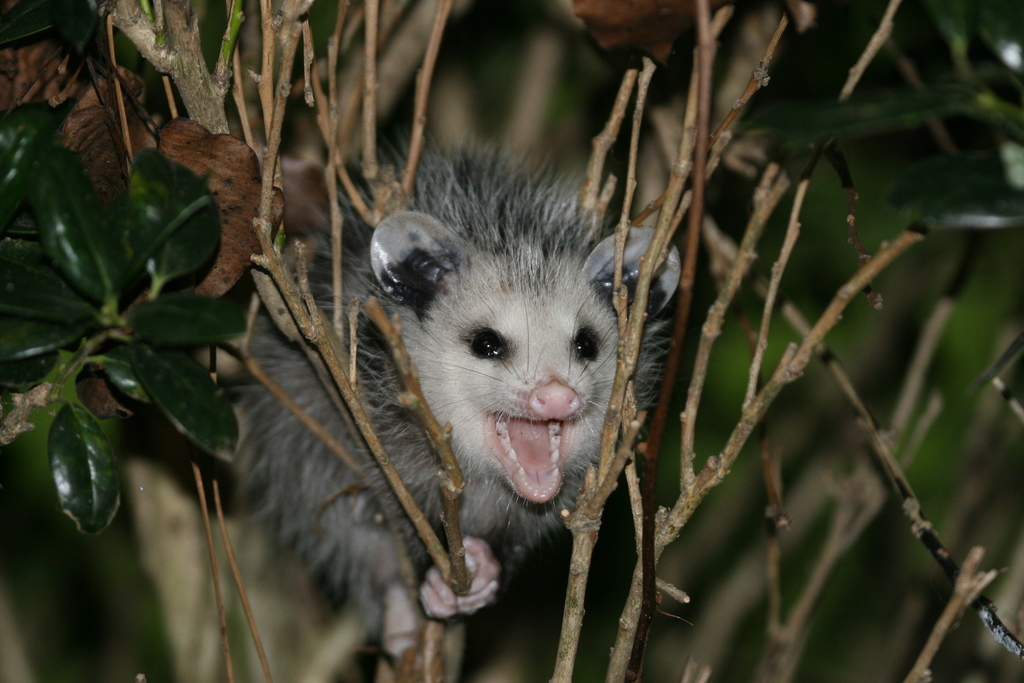 Virginia Opossum from James Island, Charleston, SC 29412, USA on July ...