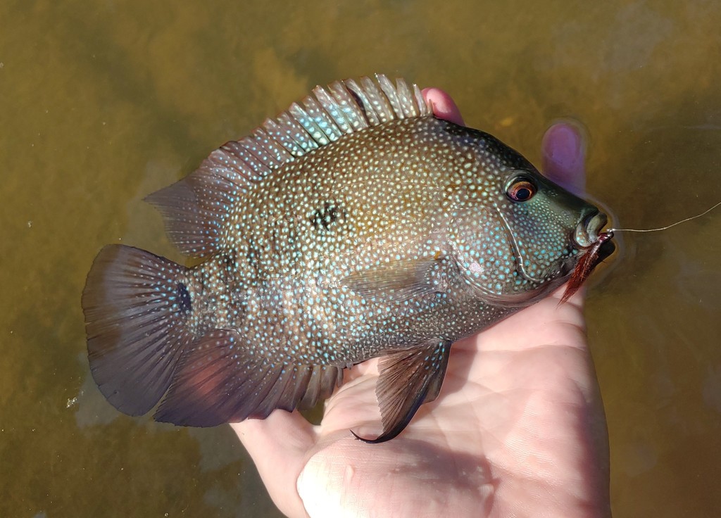 Cichlids (Cichlidae) - Marine Life Identification