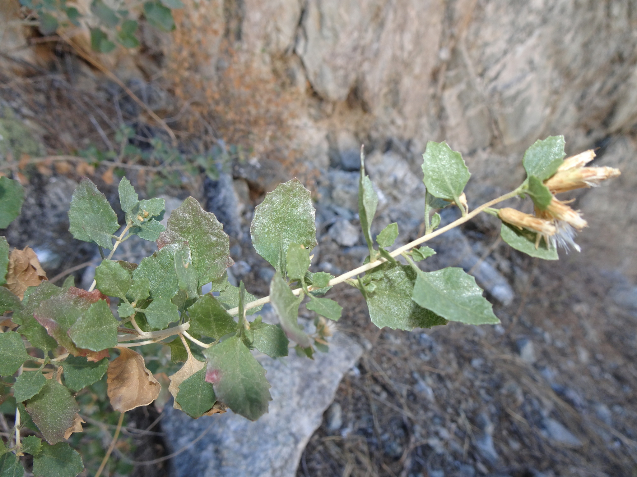 Brickellia baccharidea A.Gray