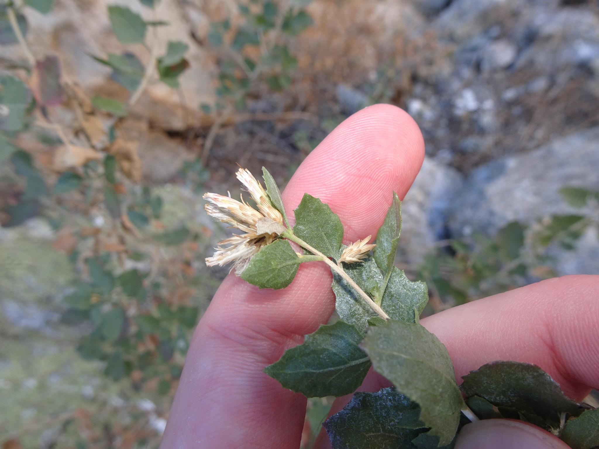 Brickellia baccharidea A.Gray