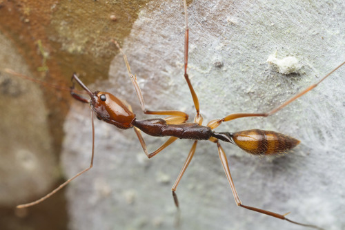 Insects Id: Odontomachus hastatus, Odontomachus hastatus