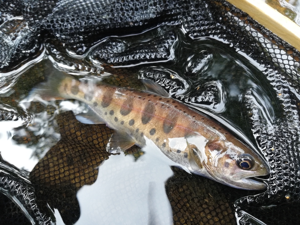 Cherry Salmon (Oncorhynchus masou) - Marine Life Identification