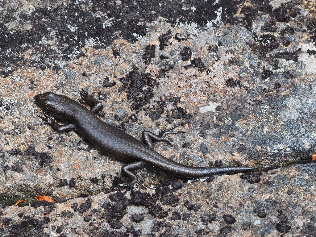 Alpine Cool-skink in December 2020 by Jesse de Vries · iNaturalist