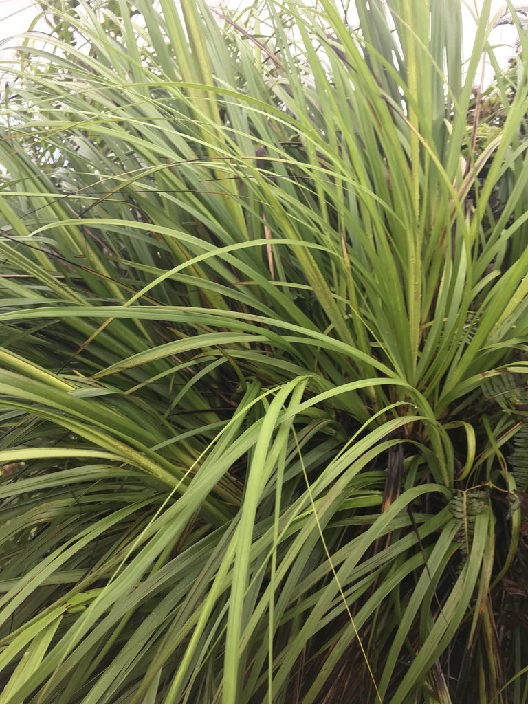 Hawaiian forest sawsedge (Gahnia beecheyi) - Botanical Realm