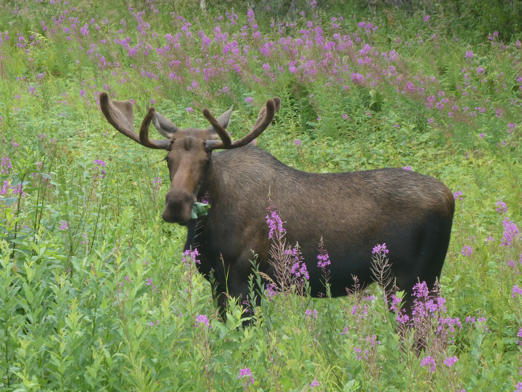 Alaskan Moose (Alces alces gigas) - Know Your Mammals