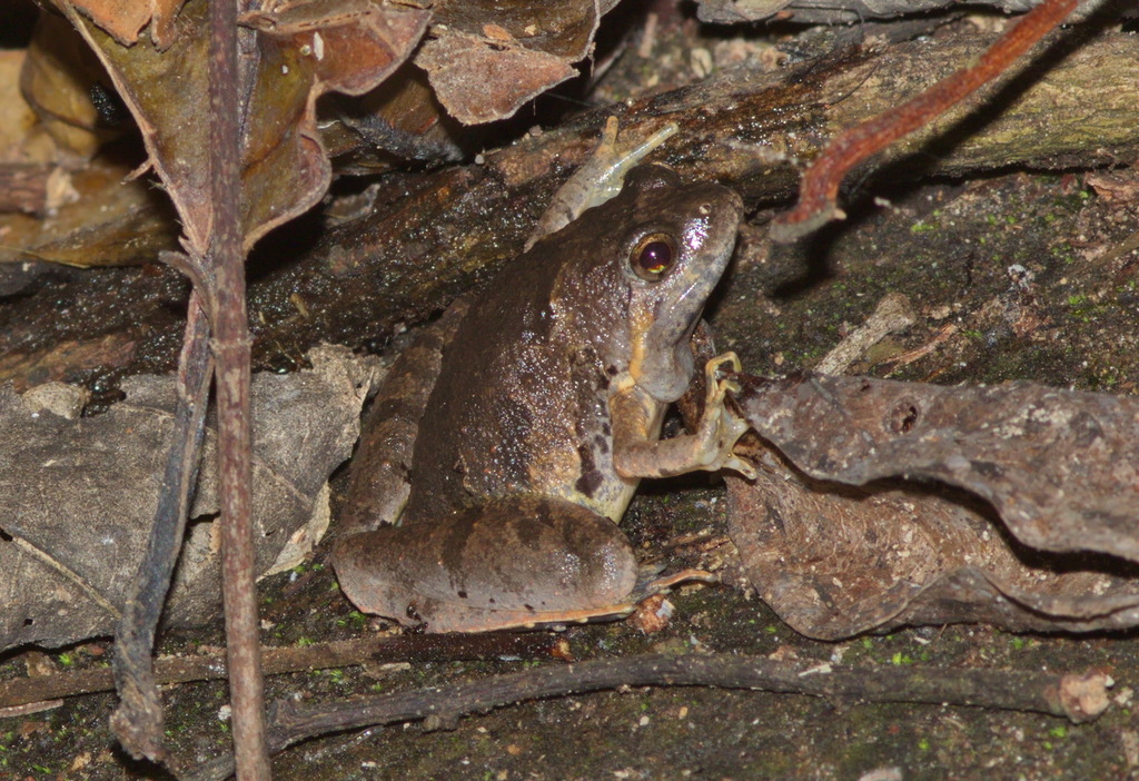 Large Pygmy Frog from Ban Tong, Seka District, Bueng Kan 38220 ...