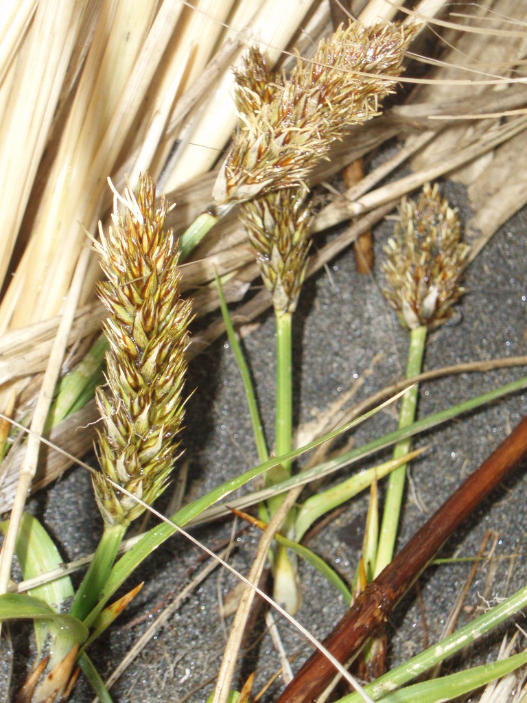 Is Sedge Invasive at Maya Hurley blog