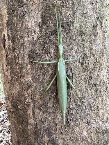 Ringbarker Stick Insect (Podacanthus wilkinsoni) · iNaturalist