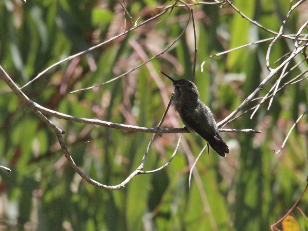 Anna's Hummingbird from Natural Bridges State Park, Santa Cruz Co. CA ...