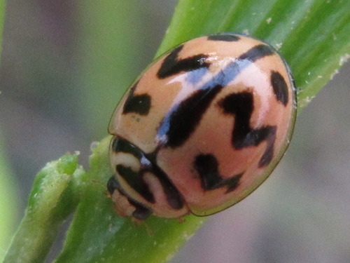 Genus Cheilomenes · iNaturalist