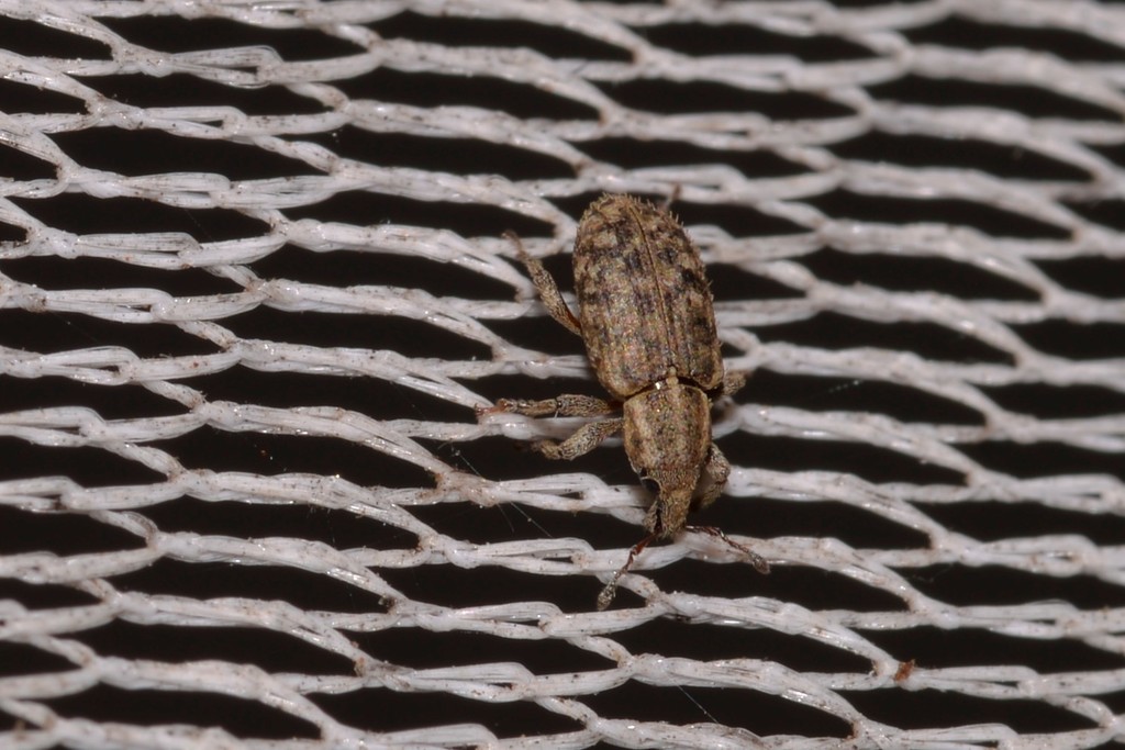 Argentine Stem Weevil from Coffs Harbour NSW, Australia on December 20 ...