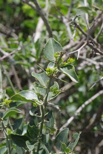 Genus Azima · iNaturalist United Kingdom
