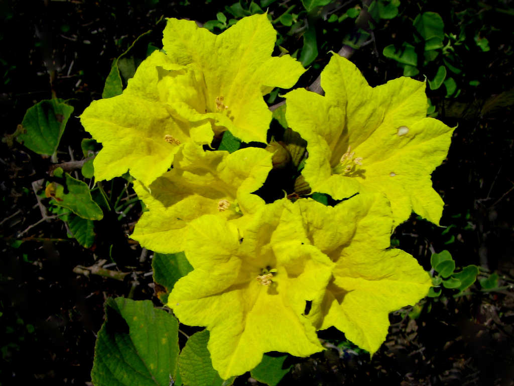 yellow geiger (Cordia lutea) - Botanical Realm