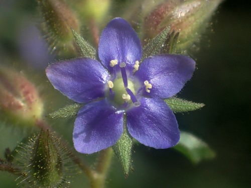 Hydrolea zeylanica · iNaturalist