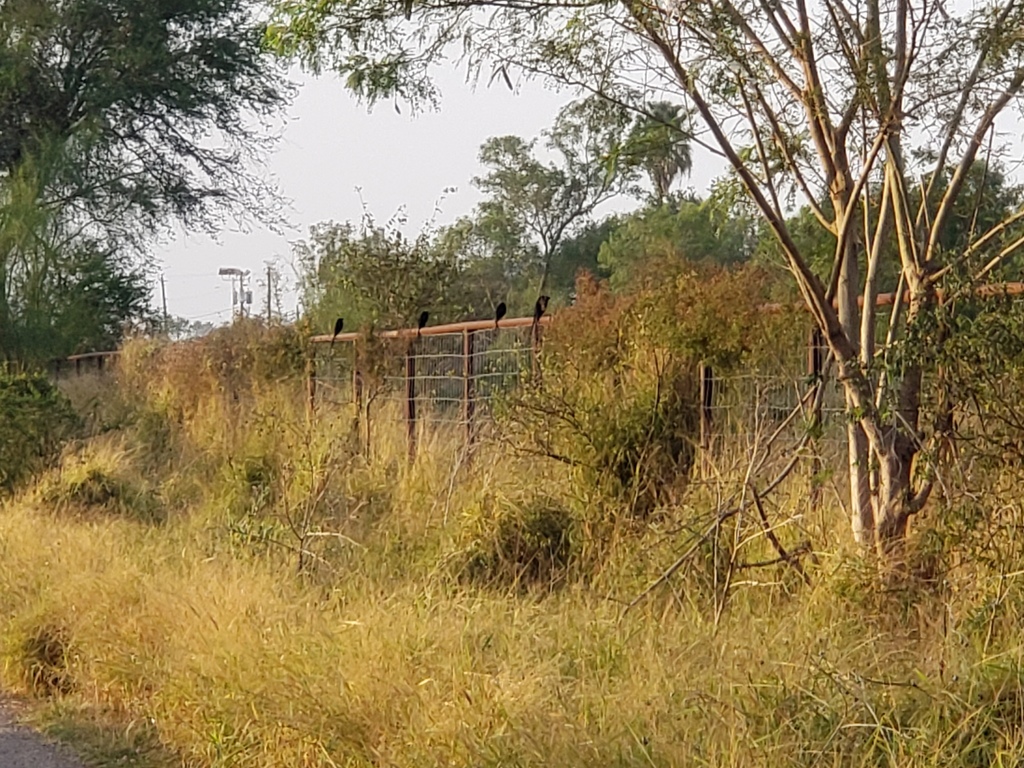 Groove-billed Ani from Hidalgo, TX, USA on December 19, 2020 at 07:59 ...