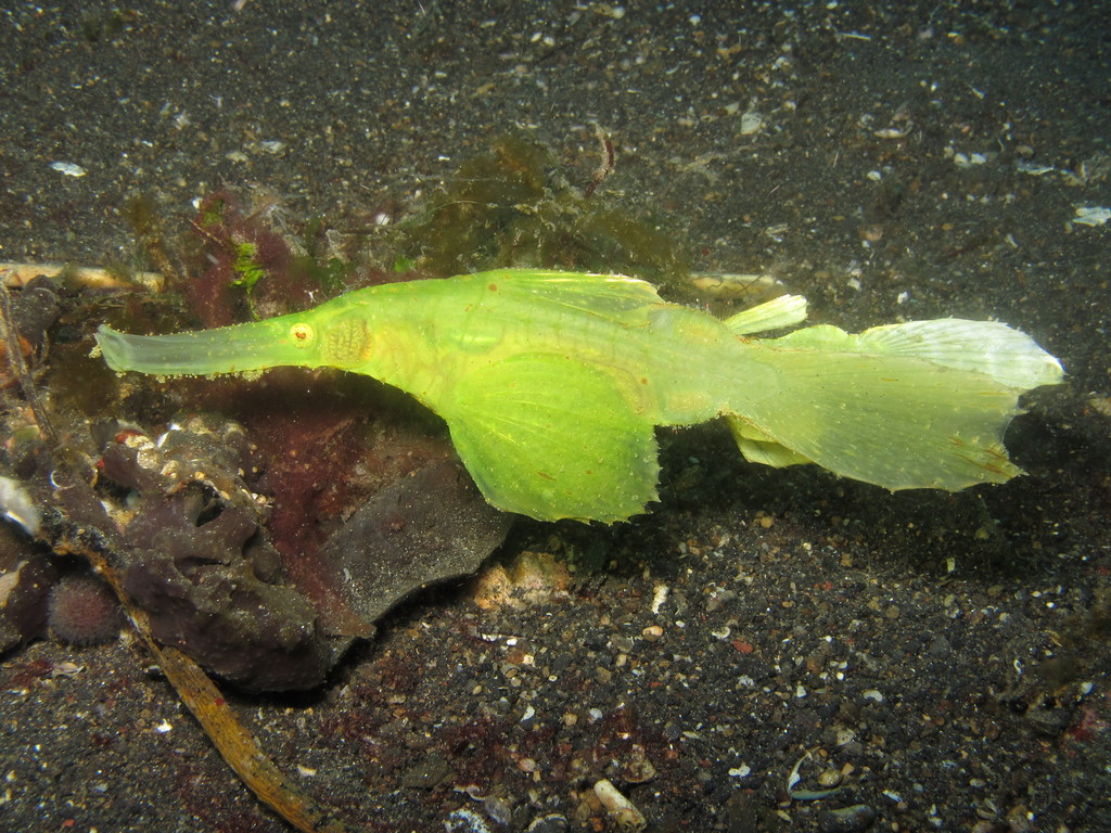 Ghost Pipefishes (Solenostomidae) - Marine Life Identification