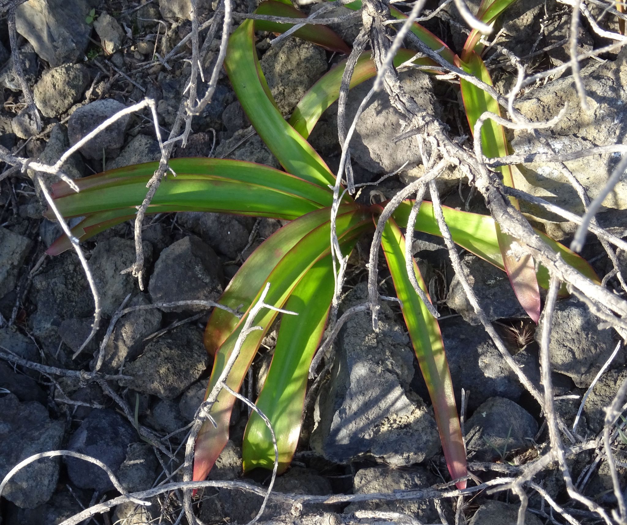 Scilla latifolia Willd. ex Schult.f.