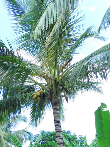 Cocotero (Las Plantas del Ekoparque Luna Forest Guía de Campo ...