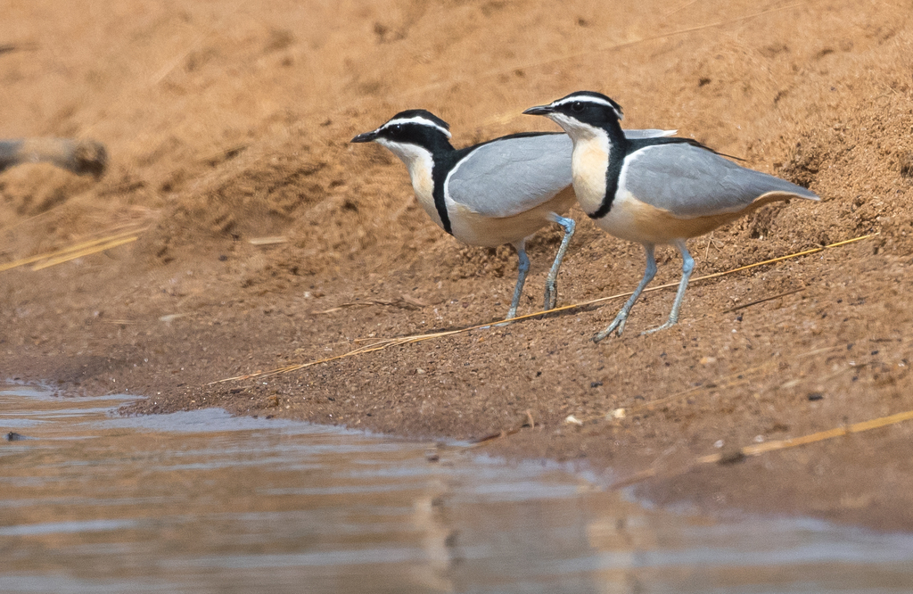 Egyptian Plover (Pluvianus aegyptius) - Avian Discovery