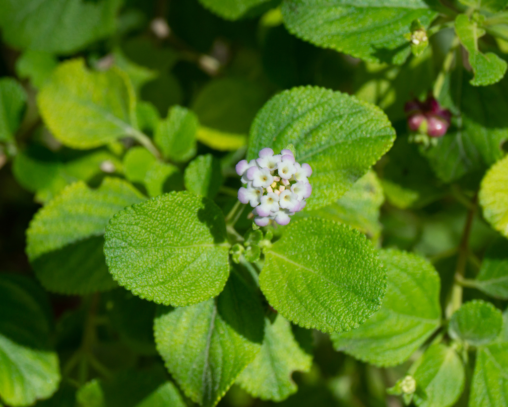 Button Sage from Key West, FL 33040, USA on July 31, 2020 at 03:39 PM ...