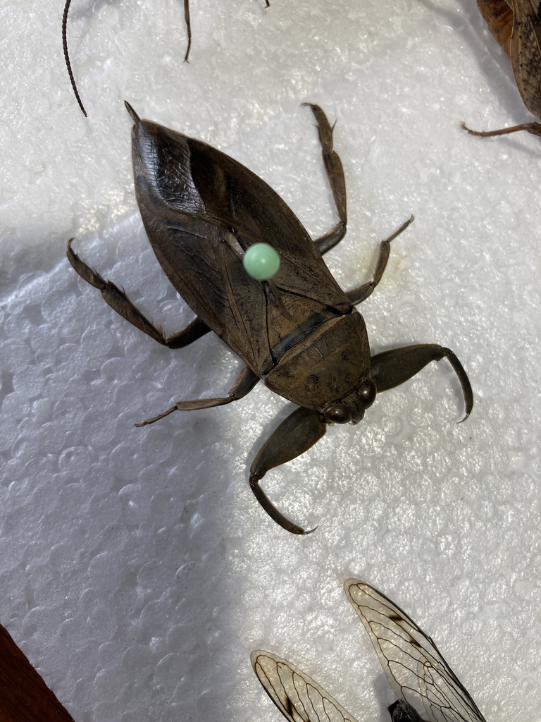 Uhler's Giant Water Bug from Berkeley Ridge Dr, Columbia, SC, US on ...