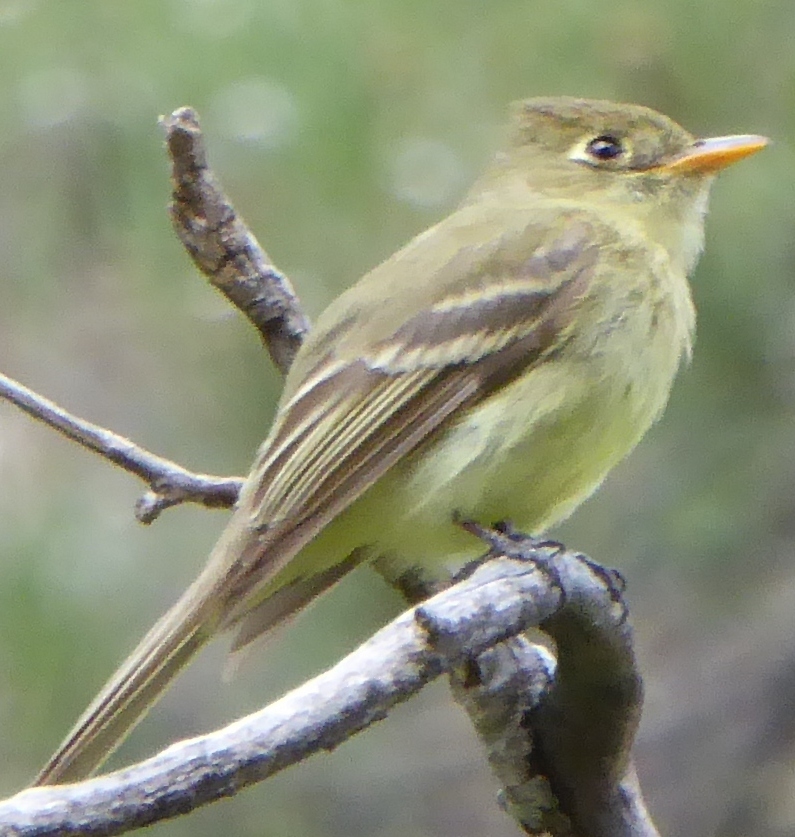 Cordilleran Flycatcher (Wildlife of Mancos State Park) · iNaturalist