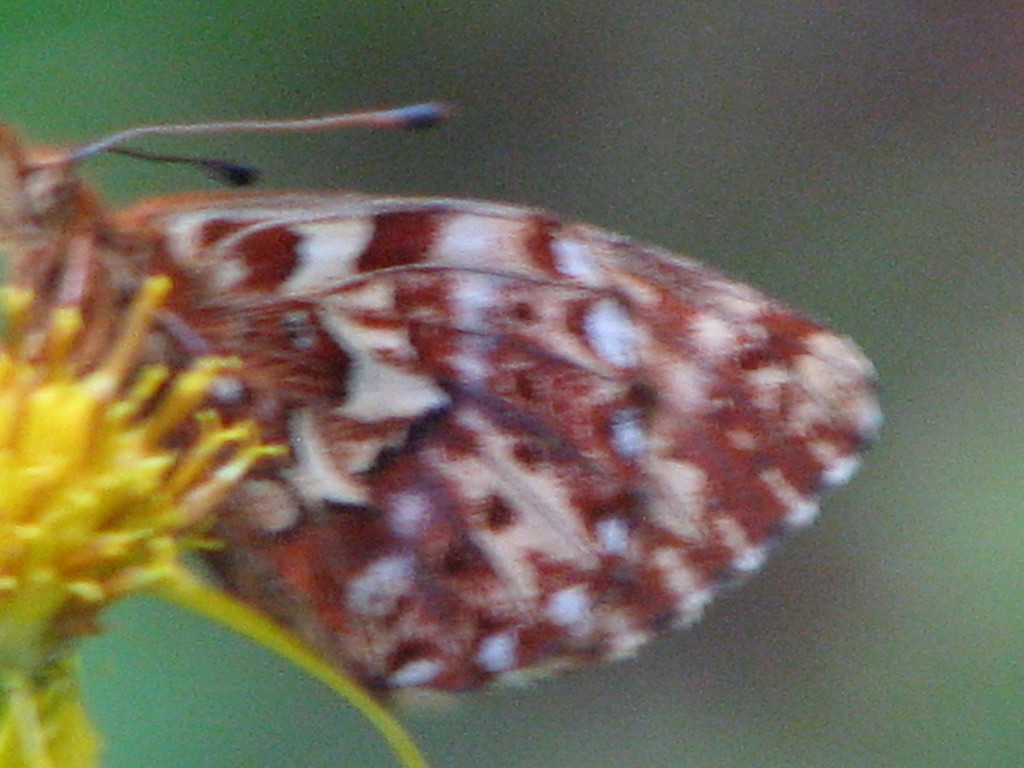 Arctic Fritillary (Arthropods of Sweitzer Lake State Park) · iNaturalist