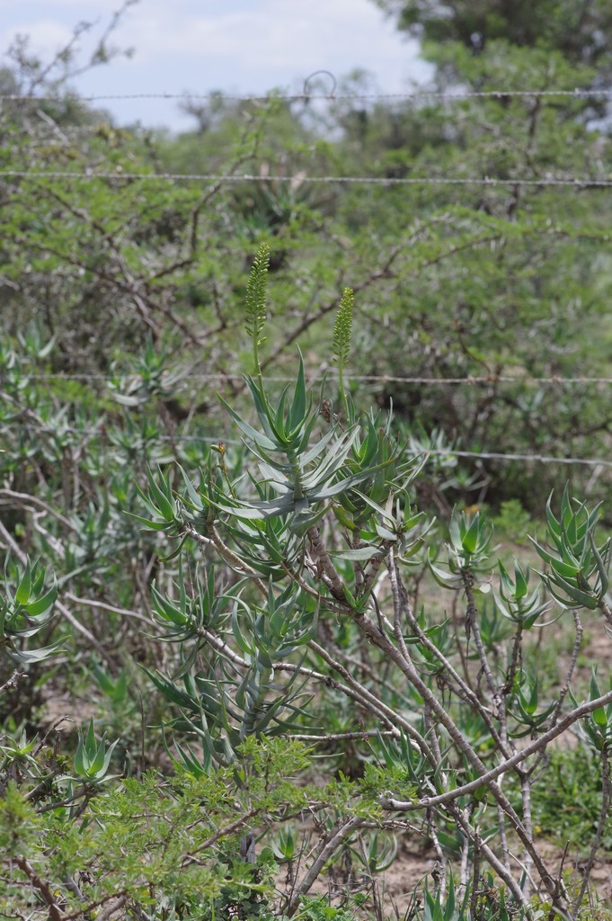 Dense Fence Aloe from Dirt road from N2 north of Peddie to Grahamstown ...
