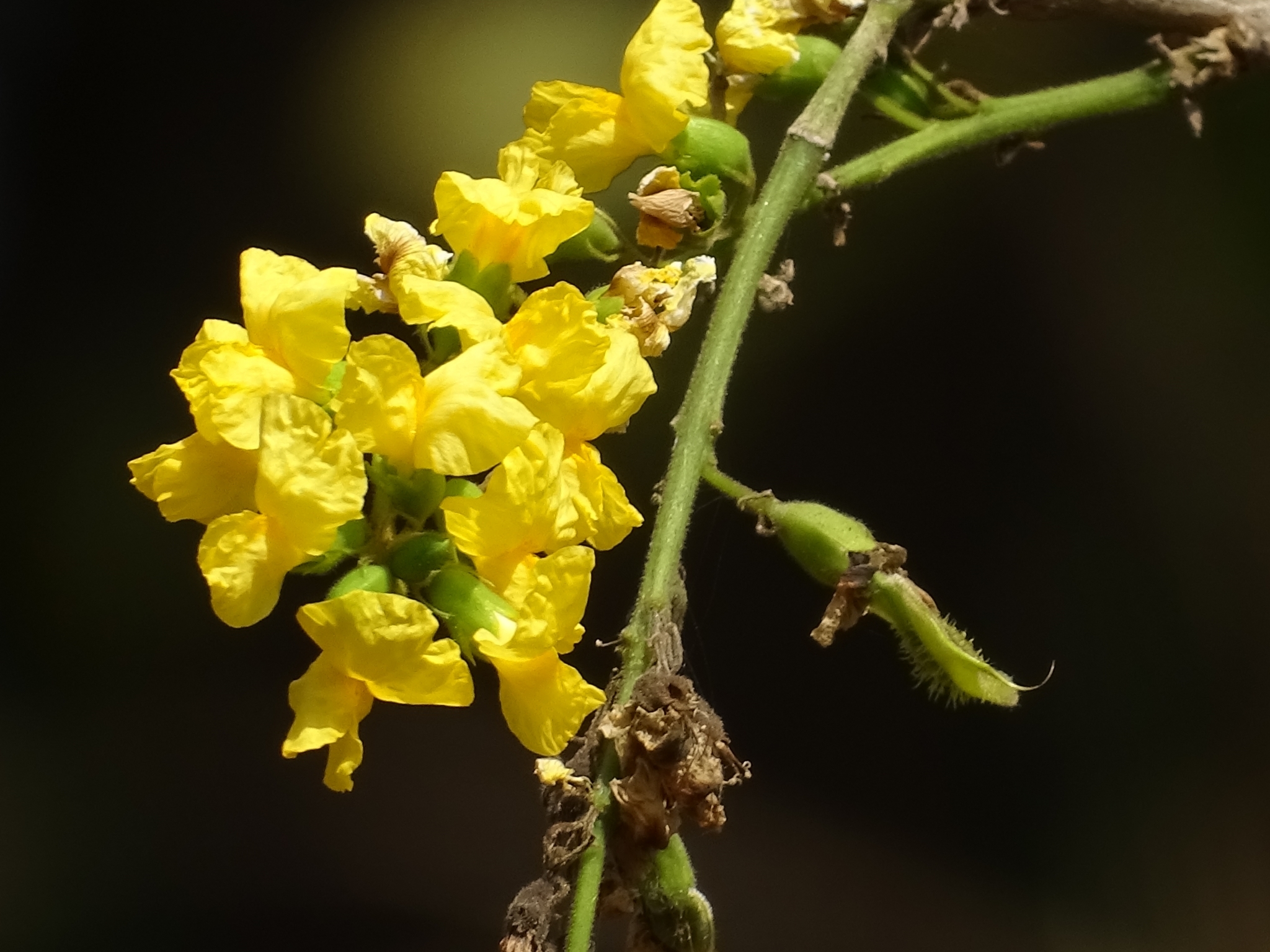 Pterocarpus erinaceus Poir.