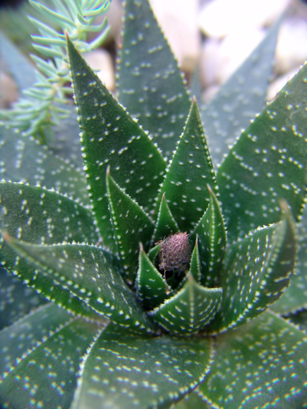 Aloe - Gasteria crosses (× Gasteraloe) - Botanical Realm