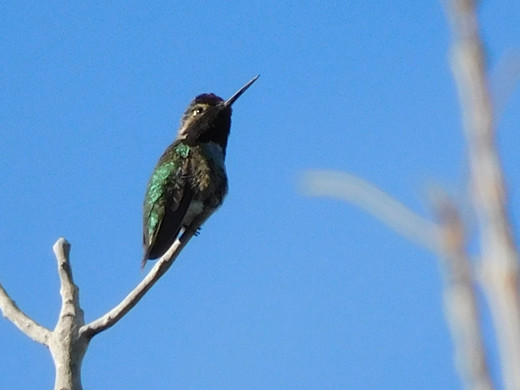 Anna's Hummingbird from Bosque Venustiano Carranza on December 20, 2020 ...