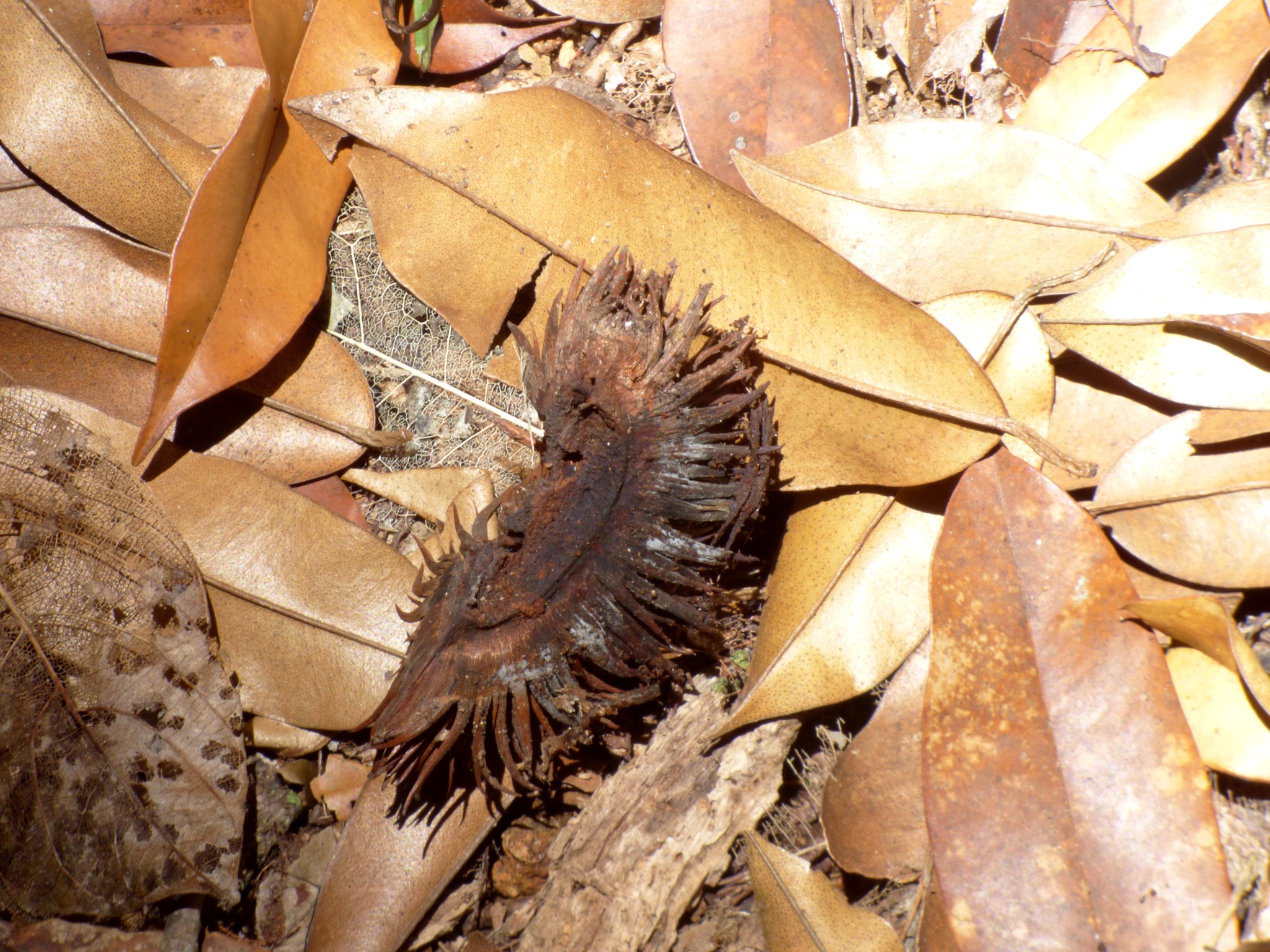 Cullenia exarillata A.Robyns