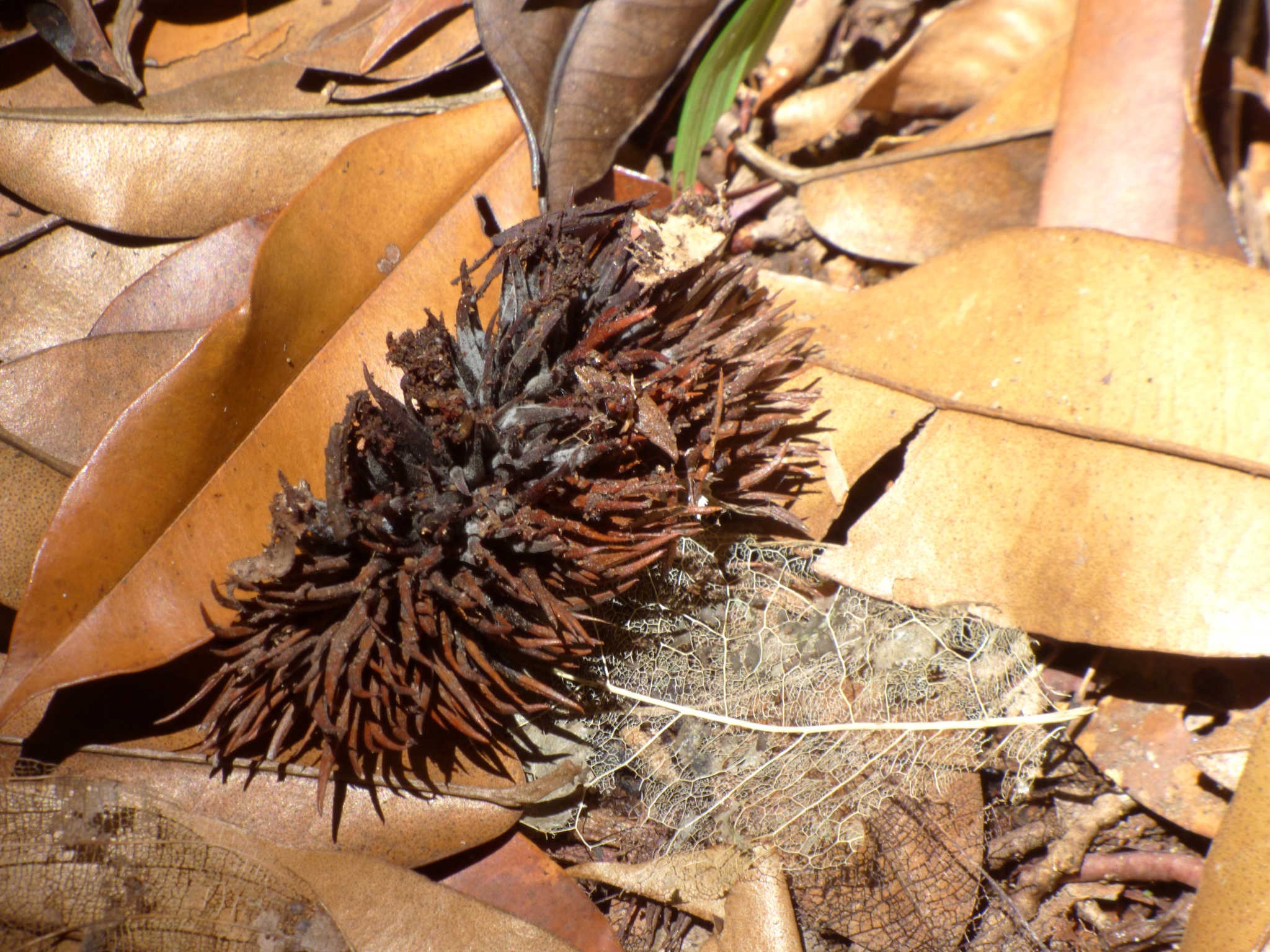 Cullenia exarillata A.Robyns