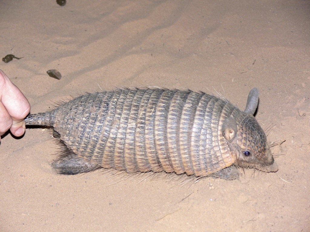 Screaming Hairy Armadillo (Chaetophractus vellerosus) - Know Your Mammals