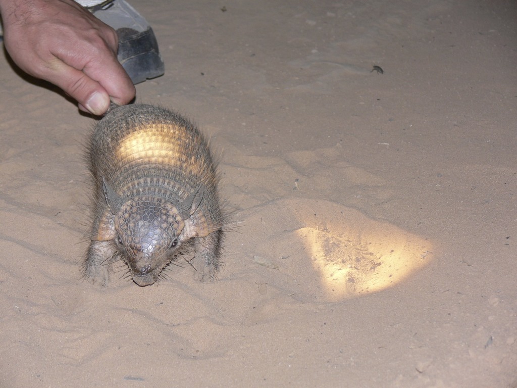 Screaming Hairy Armadillo from Boquerón department, Paraguay on October ...