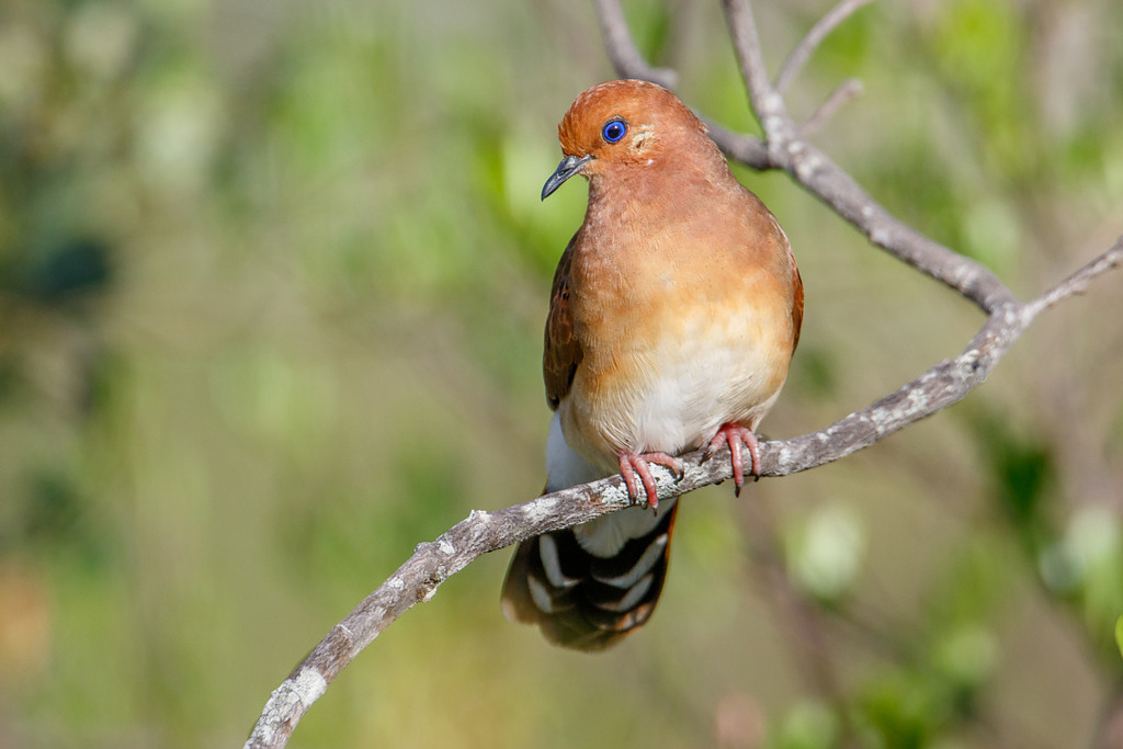 Blue-eyed Ground Dove (Columbina cyanopis) - Avian Discovery