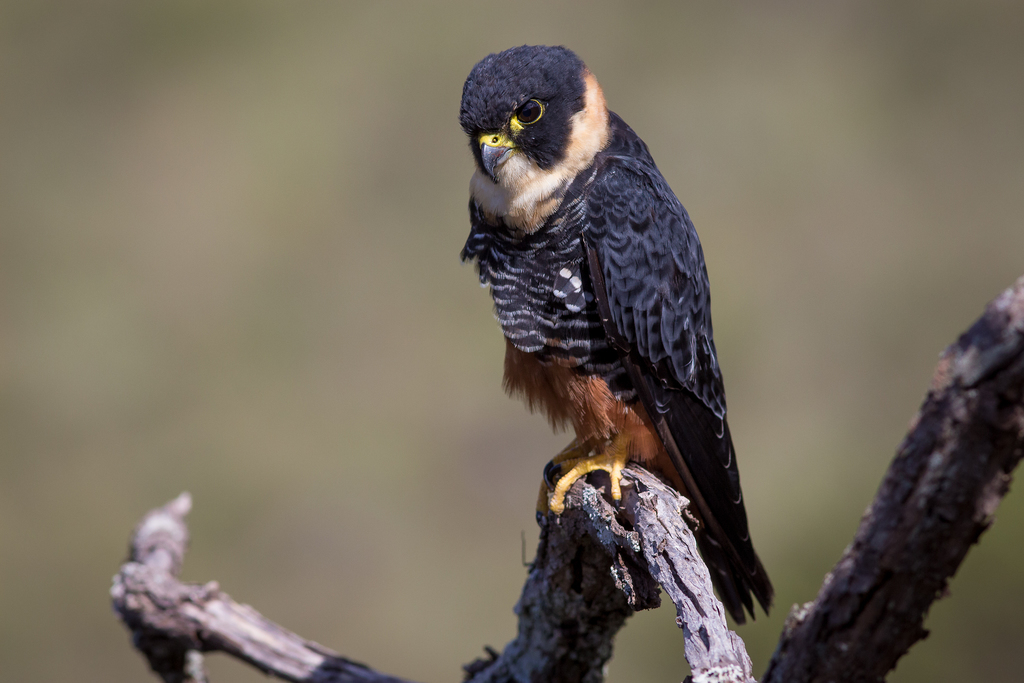 Bat Falcon from Brumadinho, MG, 35460-000, Brasil on January 29, 2017 ...