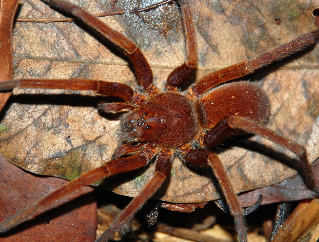 Ancylometes rufus (Arachnids of Loreto, Peru) · iNaturalist