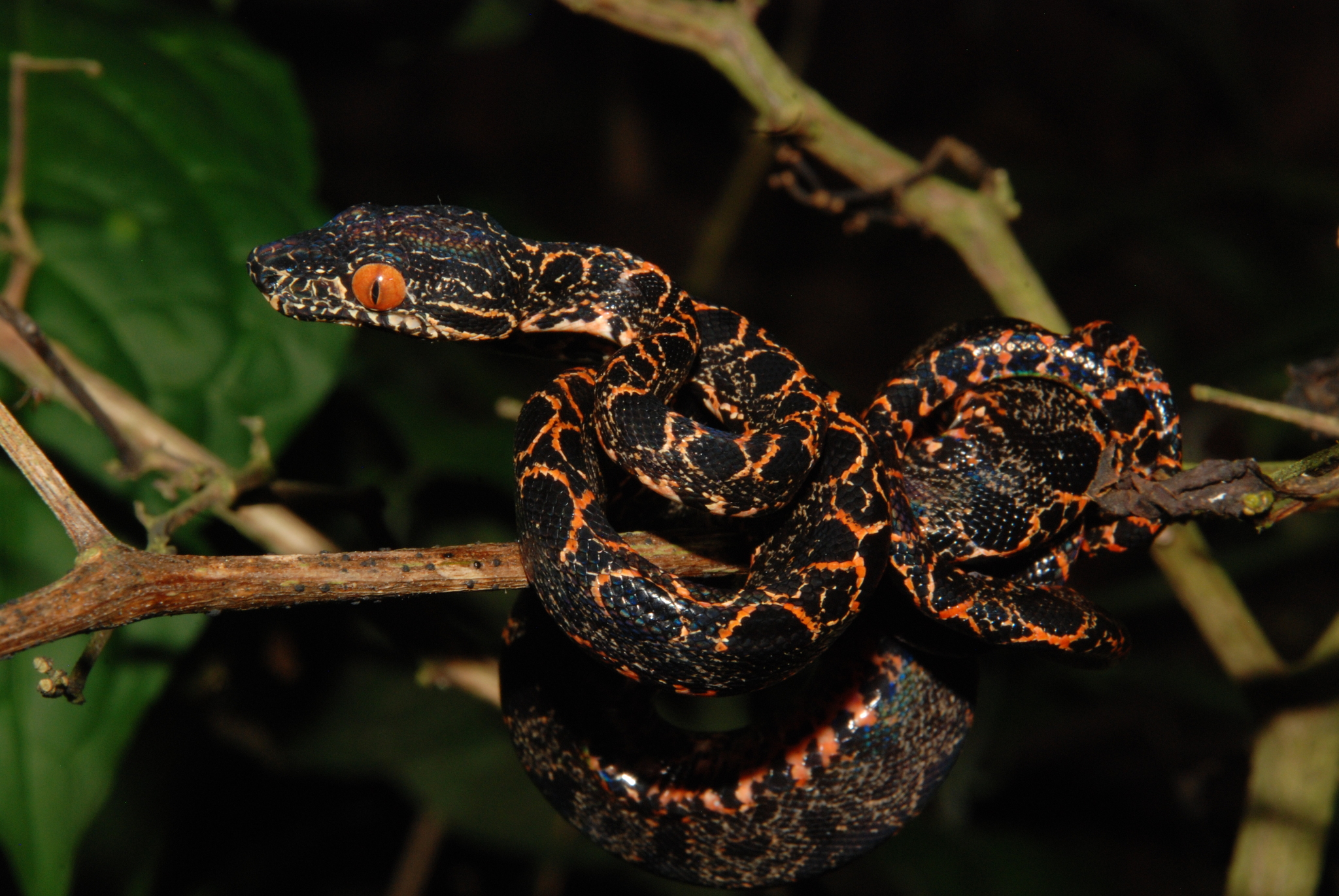 Halloween Amazon Tree Boa
