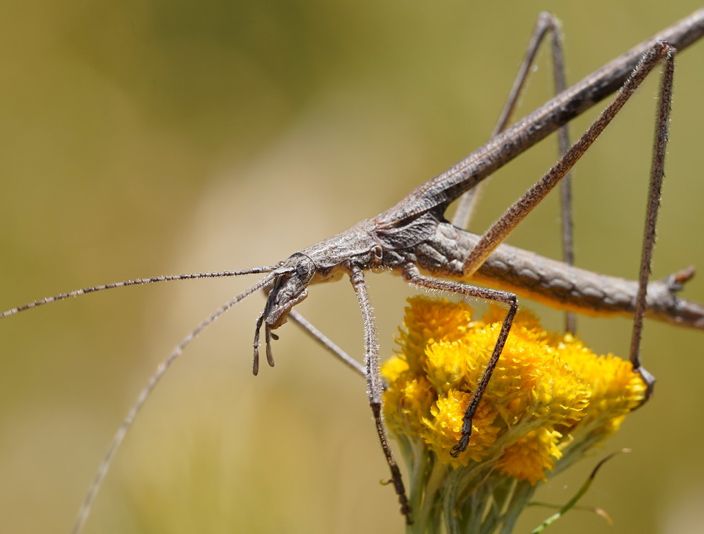 Australian Twig-mimicking Katydid from Wellington River, Licola VIC ...